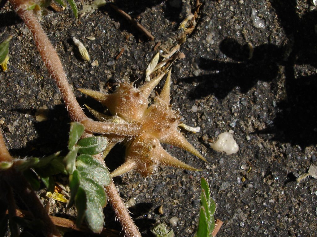 The Dreaded Puncturevine Plant (AKA Goathead) – Friends of Bidwell Park