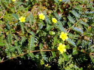 The Dreaded Puncturevine Plant (AKA Goathead) – Friends of Bidwell Park